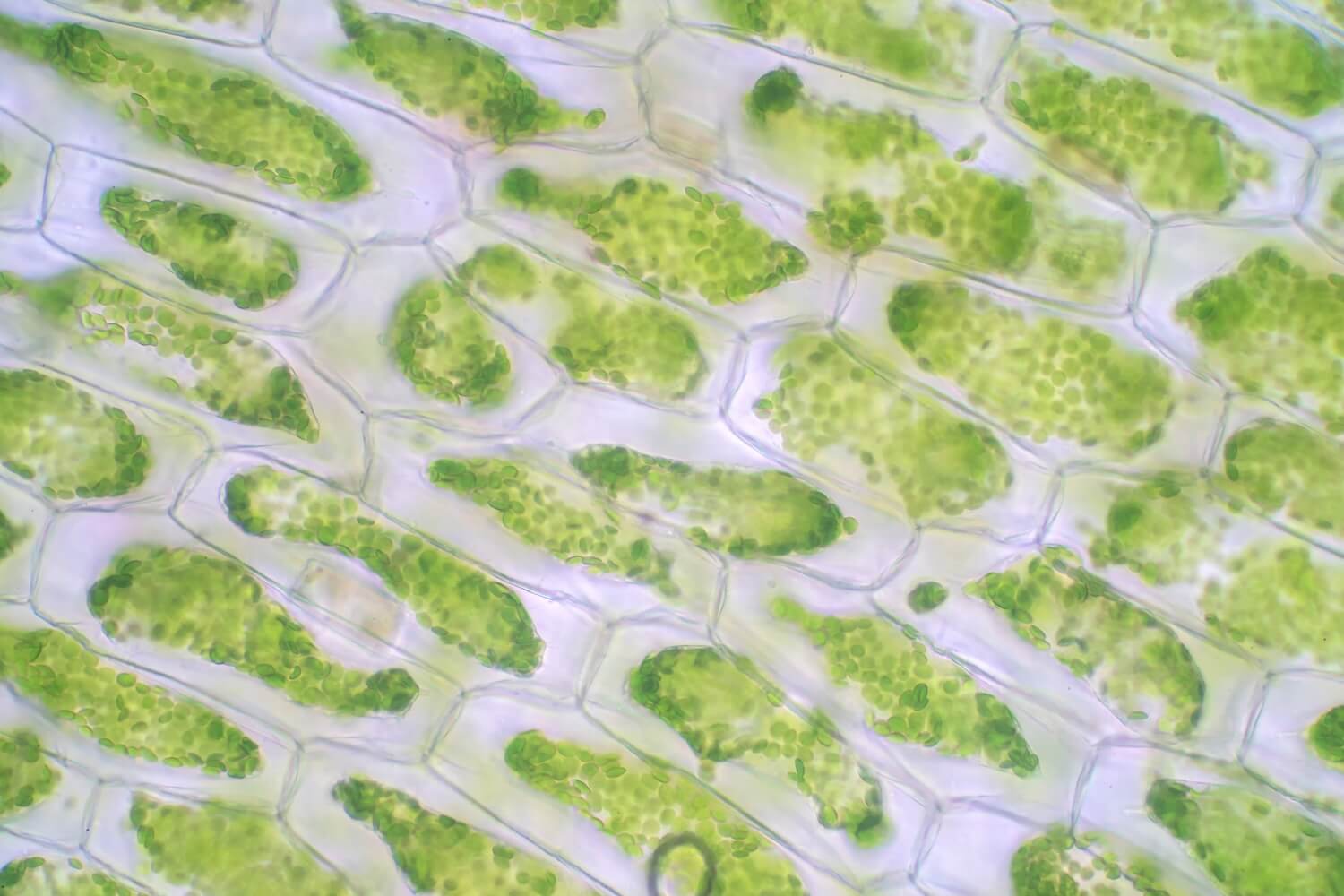 News – Chlorophyll Water